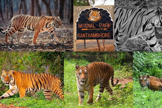 4 Days Golden Triangle Tour with Ranthambore Tigers Safari - Authenticity & Experience: What Makes This Tour Special