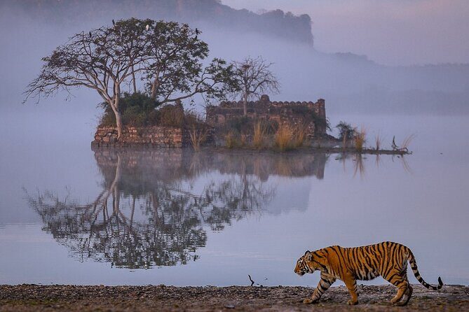 4 Days Jaipur, Ranthambore, Agra Tour including Safari & Hotels - Exploring the Itinerary in Detail