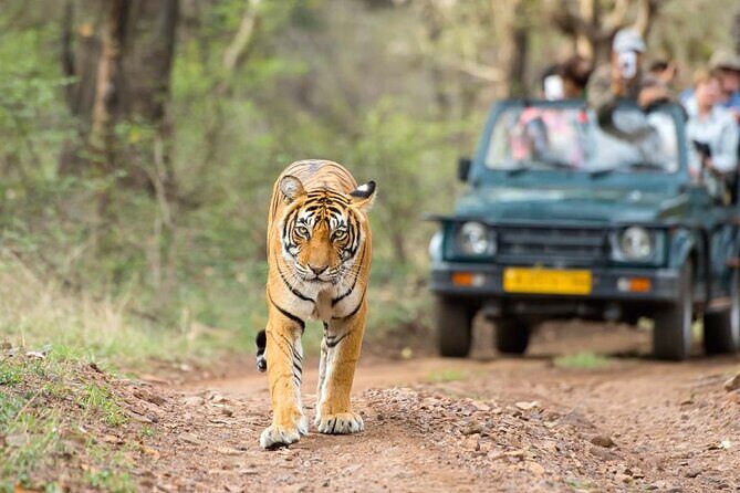 4 Days Jaipur, Ranthambore, Agra Tour including Safari & Hotels - Who Will Love This Tour?