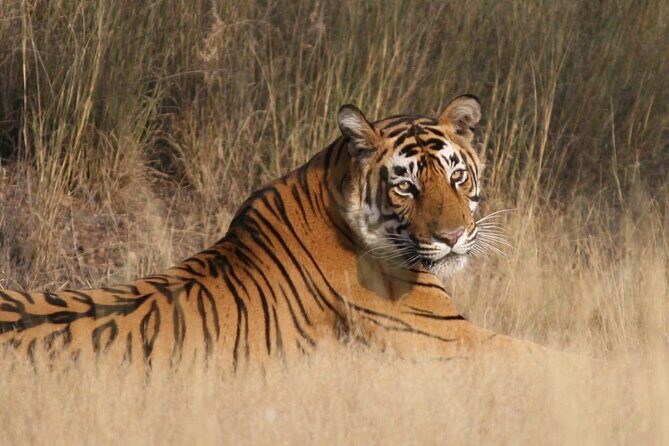 4 Days: Jaipur, Ranthambore Tigers & Taj Mahal Tour From Jaipur With Delhi Drop - Who Will Love This Tour?