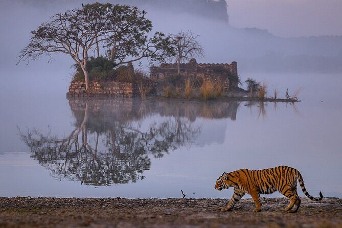 4 Days: Jaipur, Ranthambore Tigers & Taj Mahal Tour From Jaipur With Delhi Drop - FAQs