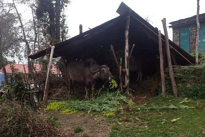 4 Days Mardi Himal Base Camp Trek from Pokhara - The Significance of Guided Support