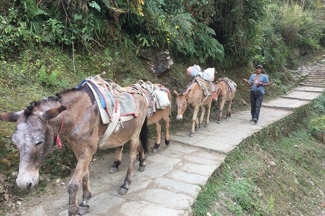 4 Days Poon Hill Trek - Why Travelers Love This Trek