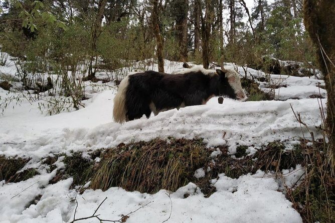 4 Days Poon Hill Trek from Pokhara - Key Points