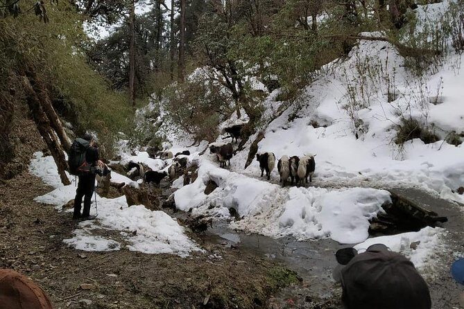 4 Days Poon Hill Trek from Pokhara - Authenticity and Comfort