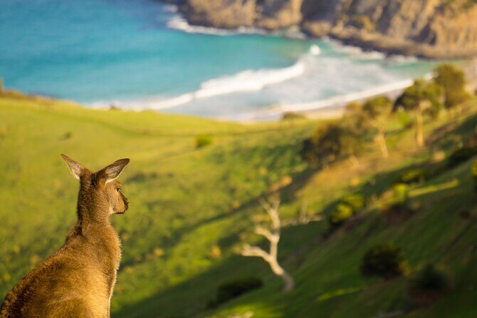 4 Days Private Walking Tour in South Australia - Real Guest Perspectives
