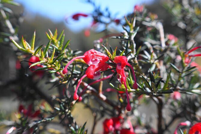4 Days Private Walking Tour in South Australia - Who Should Consider This Tour?