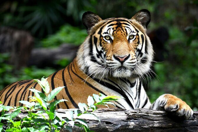 4 Days: Ranthambore & Jaipur Tour From Agra With Delhi Drop - An In-Depth Look at the Tour Experience