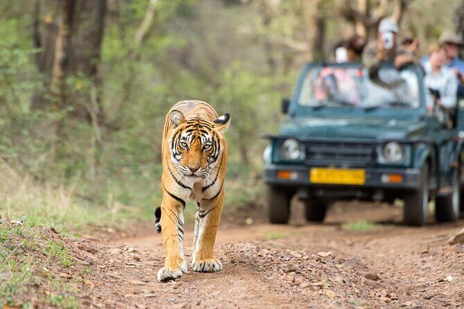 4 Days: Ranthambore, Jodhpur, Udaipur Tour From Jaipur With Hotel - A Detailed Look at the 4-Day Rajasthan Tour