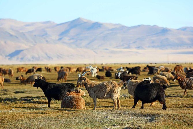 4 Days Tour: Central Mongolia - Who Will Appreciate This Tour?