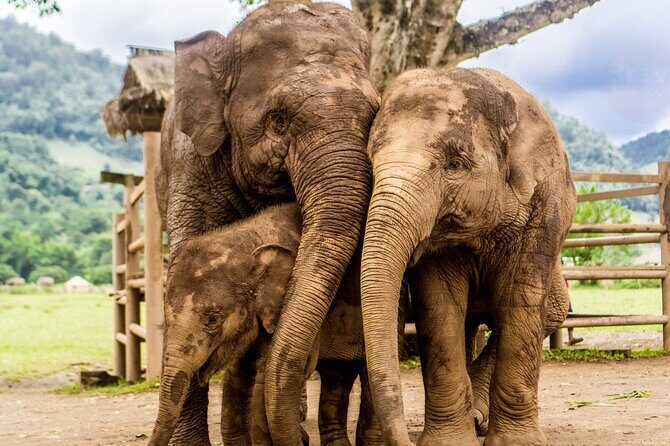 4 Days Tour of Chiang Mai and Chiang Rai - An In-Depth Look at the Itinerary