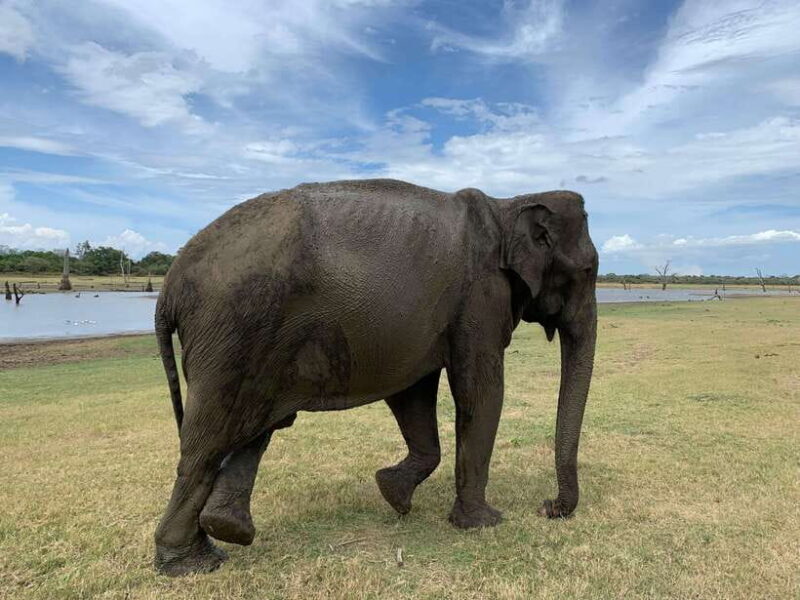 4 Days Tour of Sigiriya Kandy Ella with Udawalawe Safari - Frequently Asked Questions (FAQs)