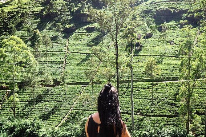 4 Days Tour To Kandy, Nuwara Eliya, Dambulla & Anuradhapura From Colombo - The Sum Up