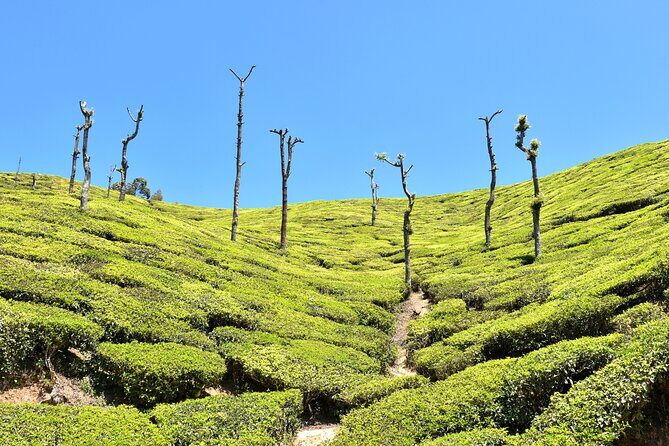 4 days village exploration in Kerala ! - Final Thoughts: Who Should Consider This Tour?