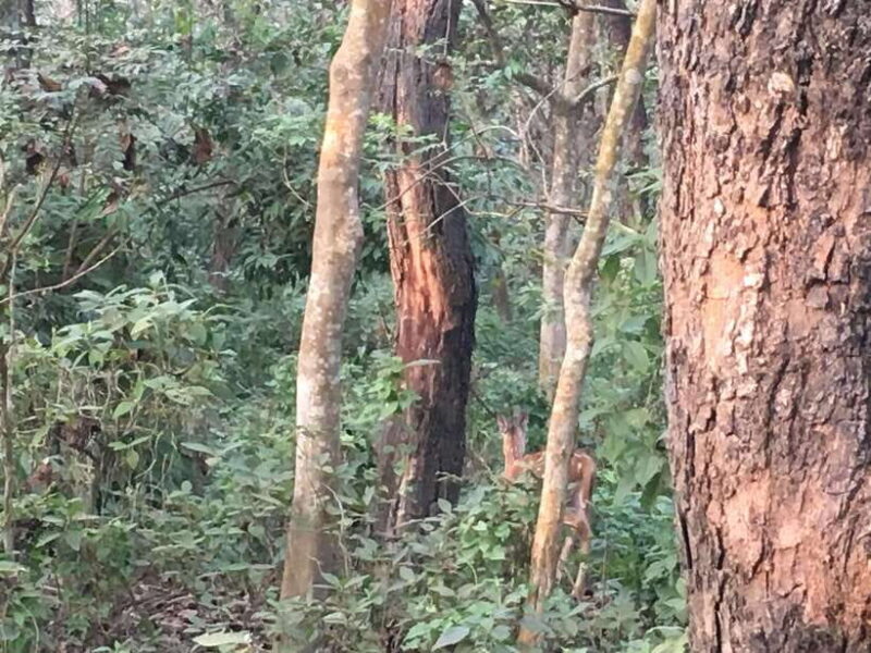 4 Days with One Tower Night Stay in Chitwan National Park - The Accommodation: Comfort in the Jungle