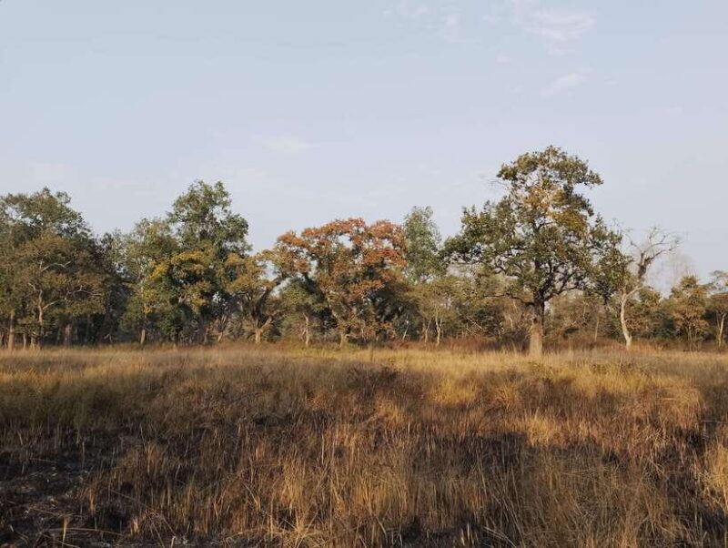 4 Days with One Tower Night Stay in Chitwan National Park - The Wildlife & Cultural Experiences