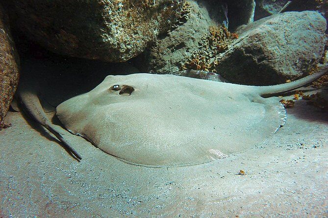 4 Diving Sites Scuba Diving Package in Gran Canaria - The Real Value of the Tour