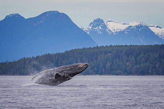 4 Hour Afternoon Whale Watching Tour - Why This Whale Watching Tour Might Be Perfect for You