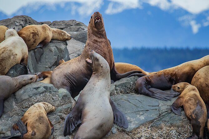 4 Hour Afternoon Whale Watching Tour - What to Expect on the Itinerary