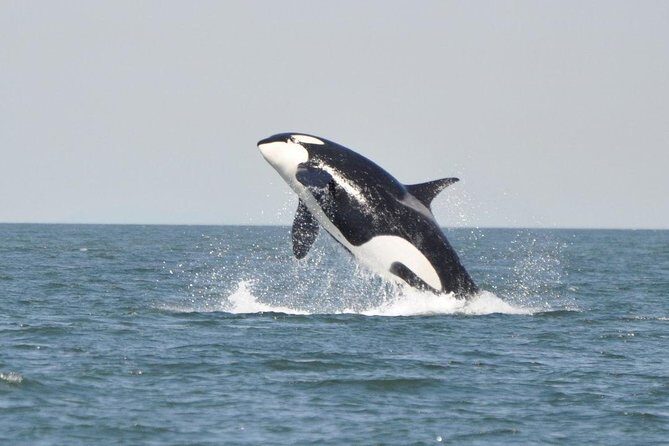 4 Hour Afternoon Whale Watching Tour - Transportation & Meeting Details