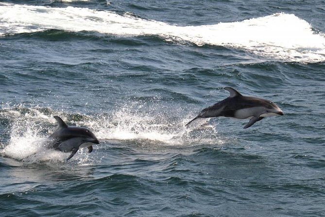 4 Hour Afternoon Whale Watching Tour - Final Thoughts