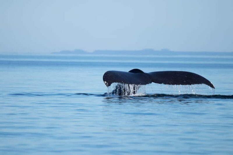 4 Hour Campbell River Whale & Wildlife Tour | Discovery West - Key Points
