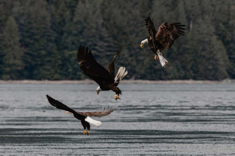 4 Hour Campbell River Whale & Wildlife Tour | Discovery West - What the Experience Feels Like