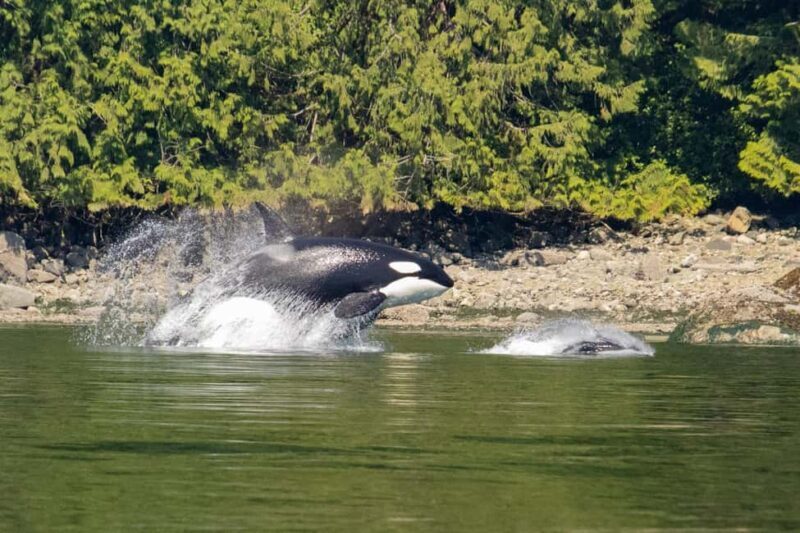 4 Hour Campbell River Whale & Wildlife Tour | Discovery West - Authentic Experiences Highlighted by Reviews