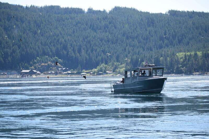 4 Hour Campbell River Whale & Wildlife Tour | Discovery West - Who It’s Best For