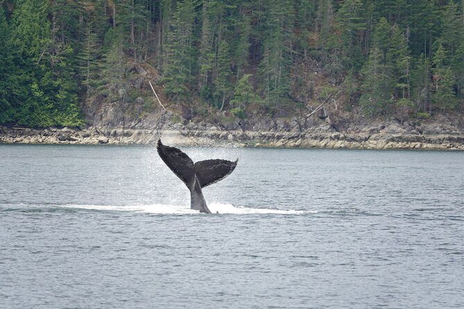 4 hour Covered Boat Whale and Wildlife Tour - A Deep Dive into the 4-Hour Covered Boat Whale and Wildlife Tour