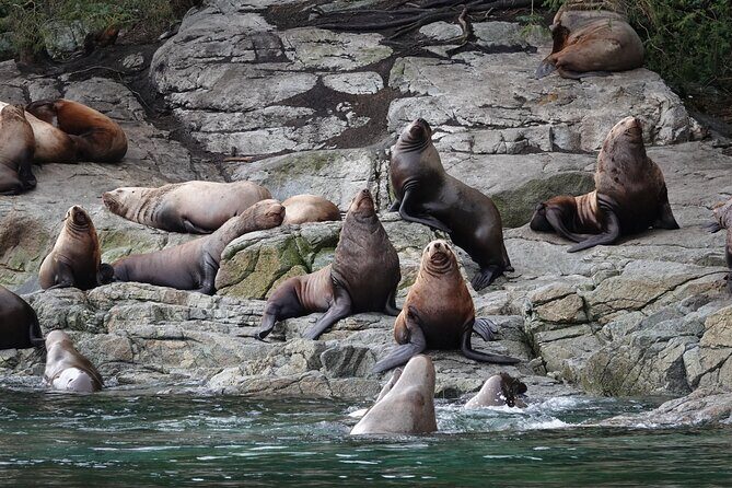 4 hour Covered Boat Whale and Wildlife Tour - Key Points
