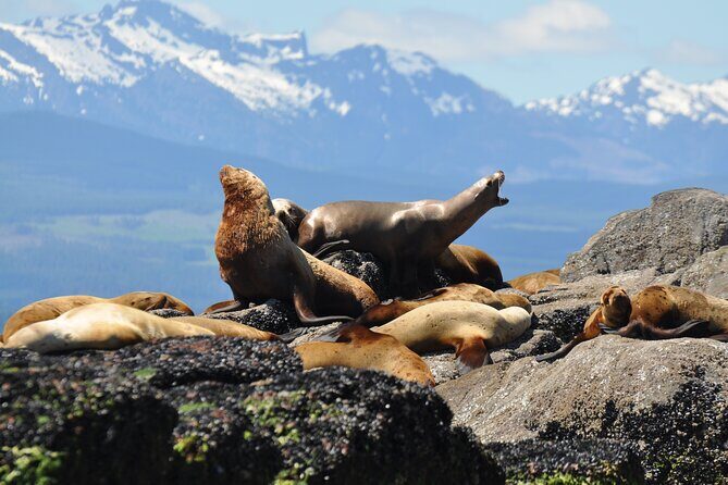 4 hour Covered Boat Whale and Wildlife Tour - Final Thoughts