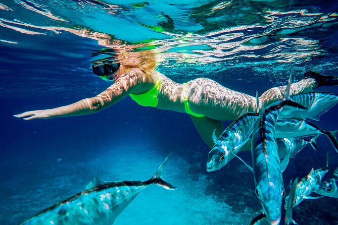 4 Hour Cozumel Reefs Snorkeling - FAQs