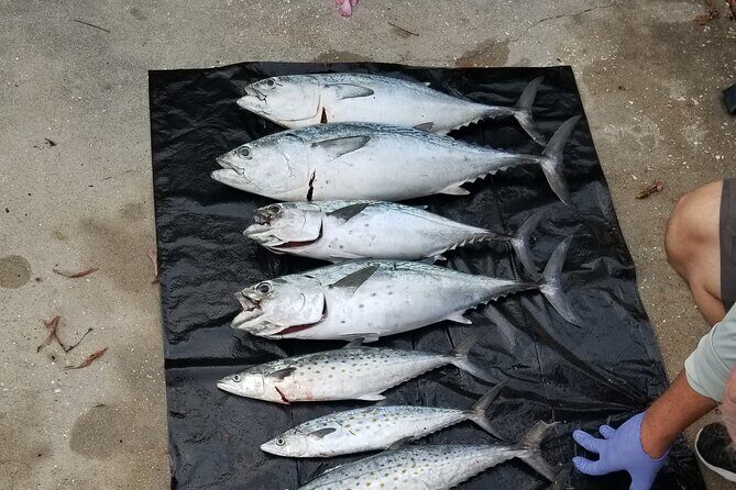 4-hour Fishing Adventure at Belleair Causeway - Key Points