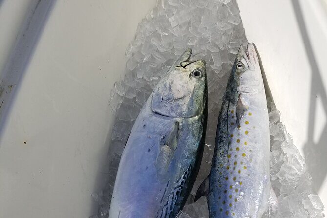 4-hour Fishing Adventure at Belleair Causeway - Analyzing the Value for Money