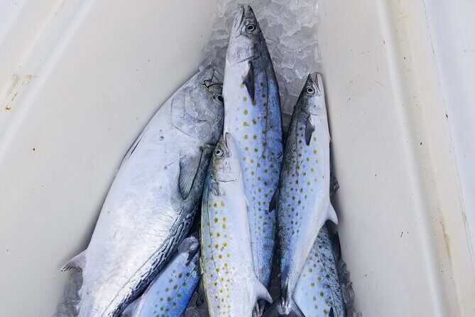 4-hour Fishing Adventure at Belleair Causeway - The Sum Up: Is This the Right Trip for You?