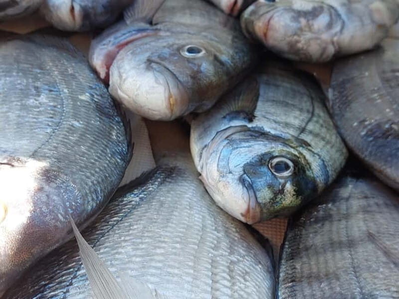 4-hour FISHING DAY by BOAT departing from Hondarribia - Discovering the 4-hour Fishing Day by Boat in Hondarribia