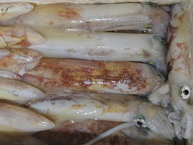 4-hour FISHING DAY by BOAT departing from Hondarribia - Key Points
