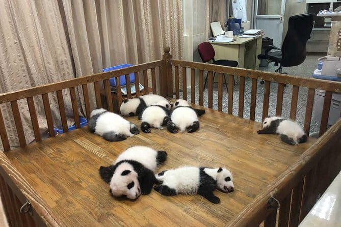 4-Hour Giant Panda Experience Private Tour With Morning Departure - An In-Depth Look at the Panda Private Tour Experience