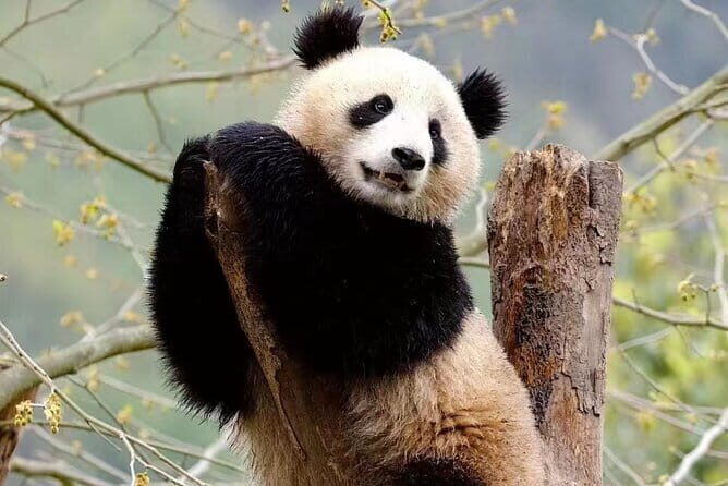 4-Hour Giant Panda Experience Private Tour With Morning Departure - FAQs