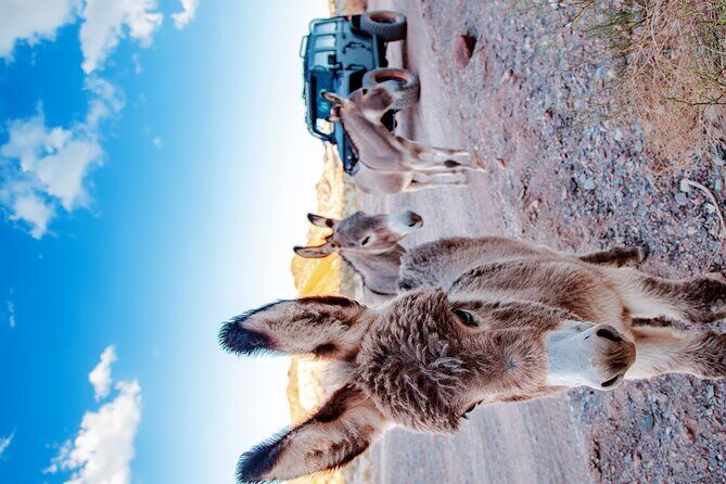 4-Hour Guided Off-Road Adventure to Wild Horses and Old Saloon - Why Travelers Rave About This Tour