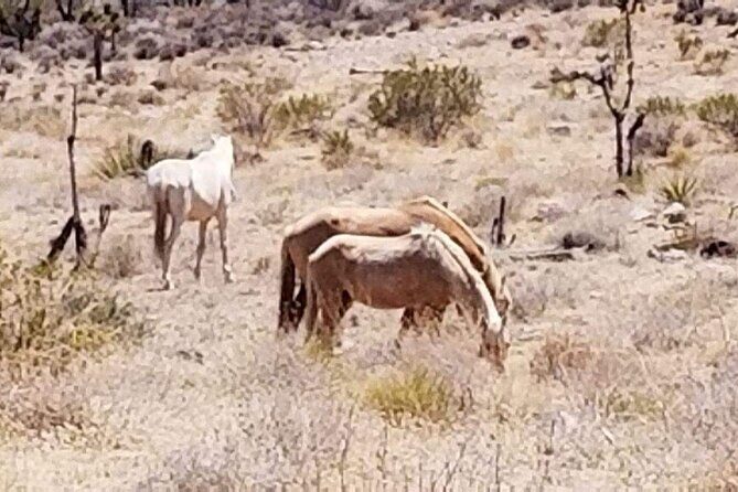 4-Hour Guided Off-Road Adventure to Wild Horses and Old Saloon - Frequently Asked Questions