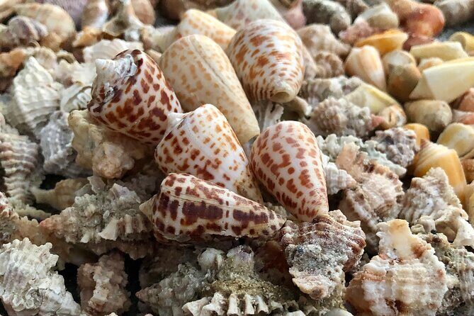 4 Hour Kice Island Shelling Trip - Wildlife and Scenery