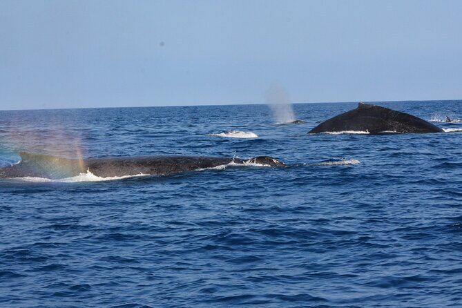 4-Hour Kona Private Charter - Authentic Feedback and Real Experiences