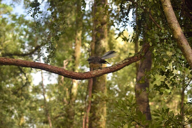4-hour Lake Mapourika Kayak and Hike adventure, with Okarito Kiwi Sanctuary - FAQ