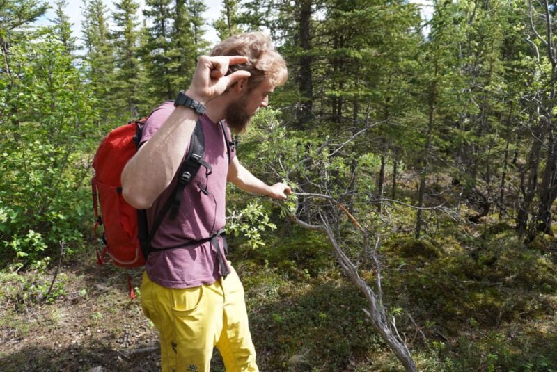 4 Hour Off-Trail Wilderness Wonders Tour in Denali - FAQ
