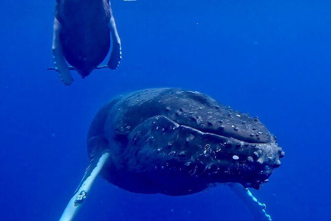 4-Hour Private Charter Adventures in Kona Coast - The Sum Up