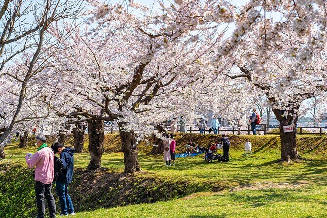 4 Hour Private Cherry Blossom "Sakura" Experience in Nagasaki - Final Thoughts