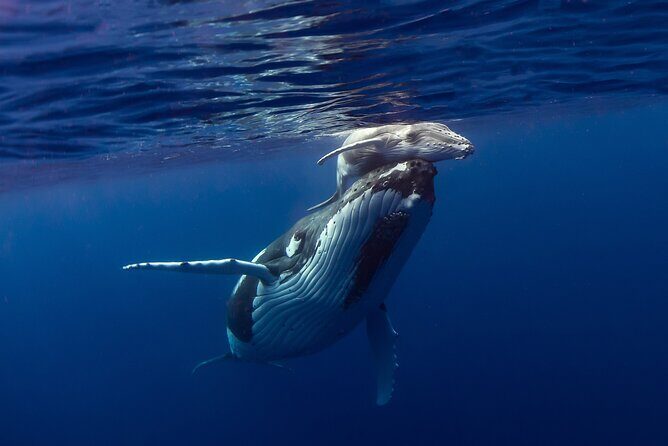 4 Hour Private Humpback Whales Encounter in Moorea - An In-Depth Look at What This Tour Offers