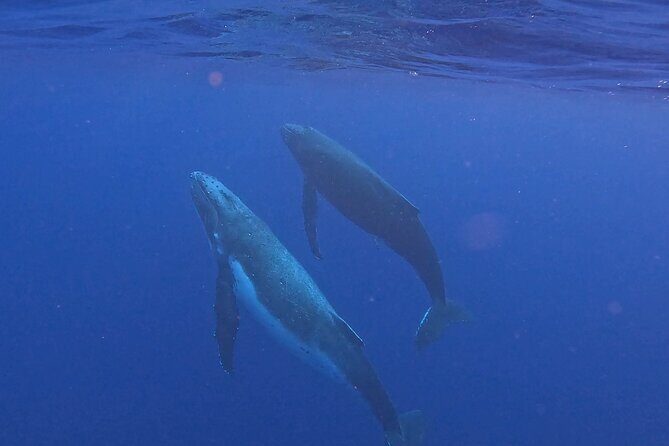 4 Hour Private Humpback Whales Encounter in Moorea - Who Will Love This Tour?